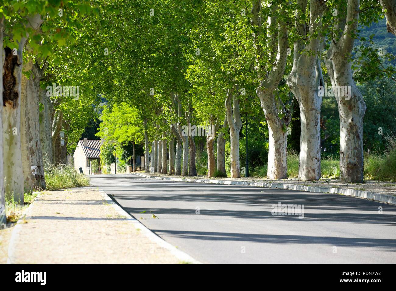 road at the provence, france Stock Photo - Alamy
