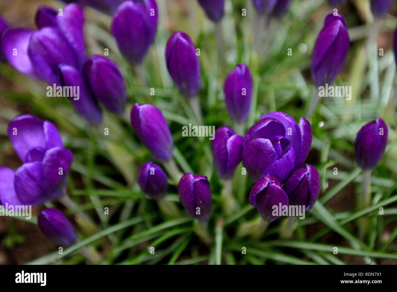 Crociris schur hi-res stock photography and images - Alamy