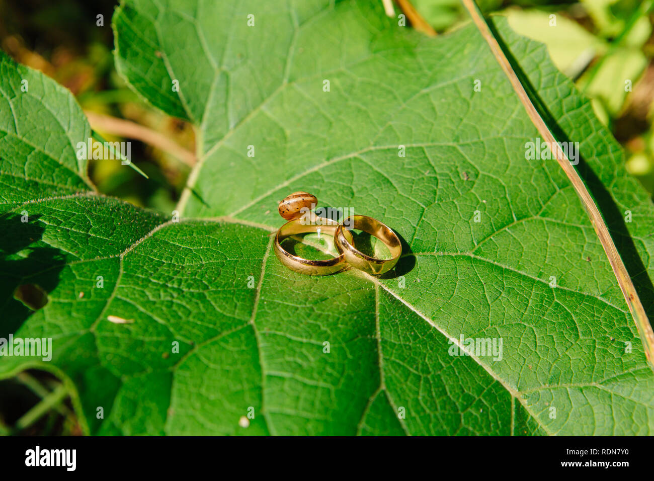 Golden wedding rings with snail on the big green leaf Stock Photo - Alamy