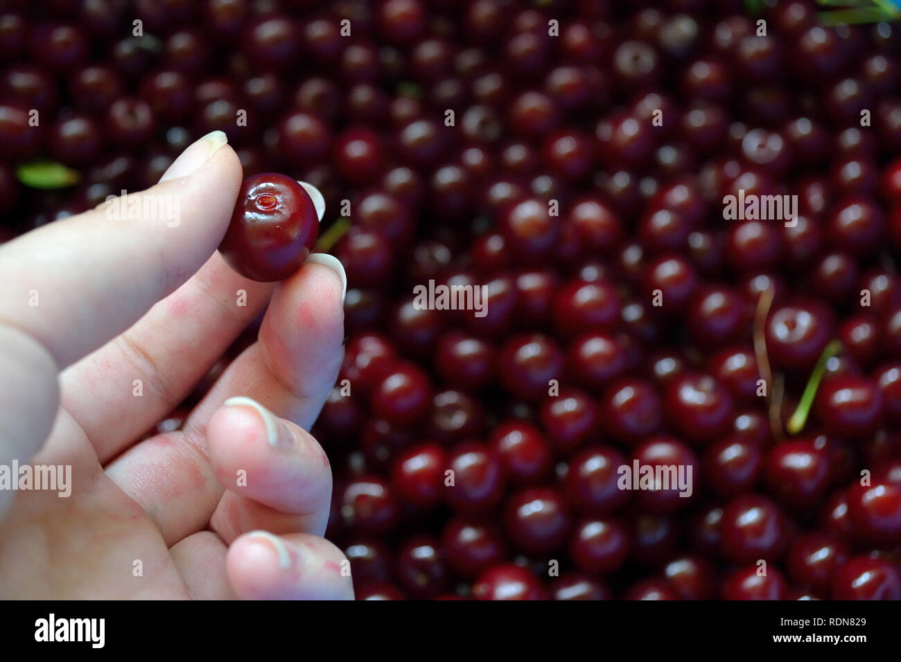 Dwarf cherry hi-res stock photography and images - Alamy