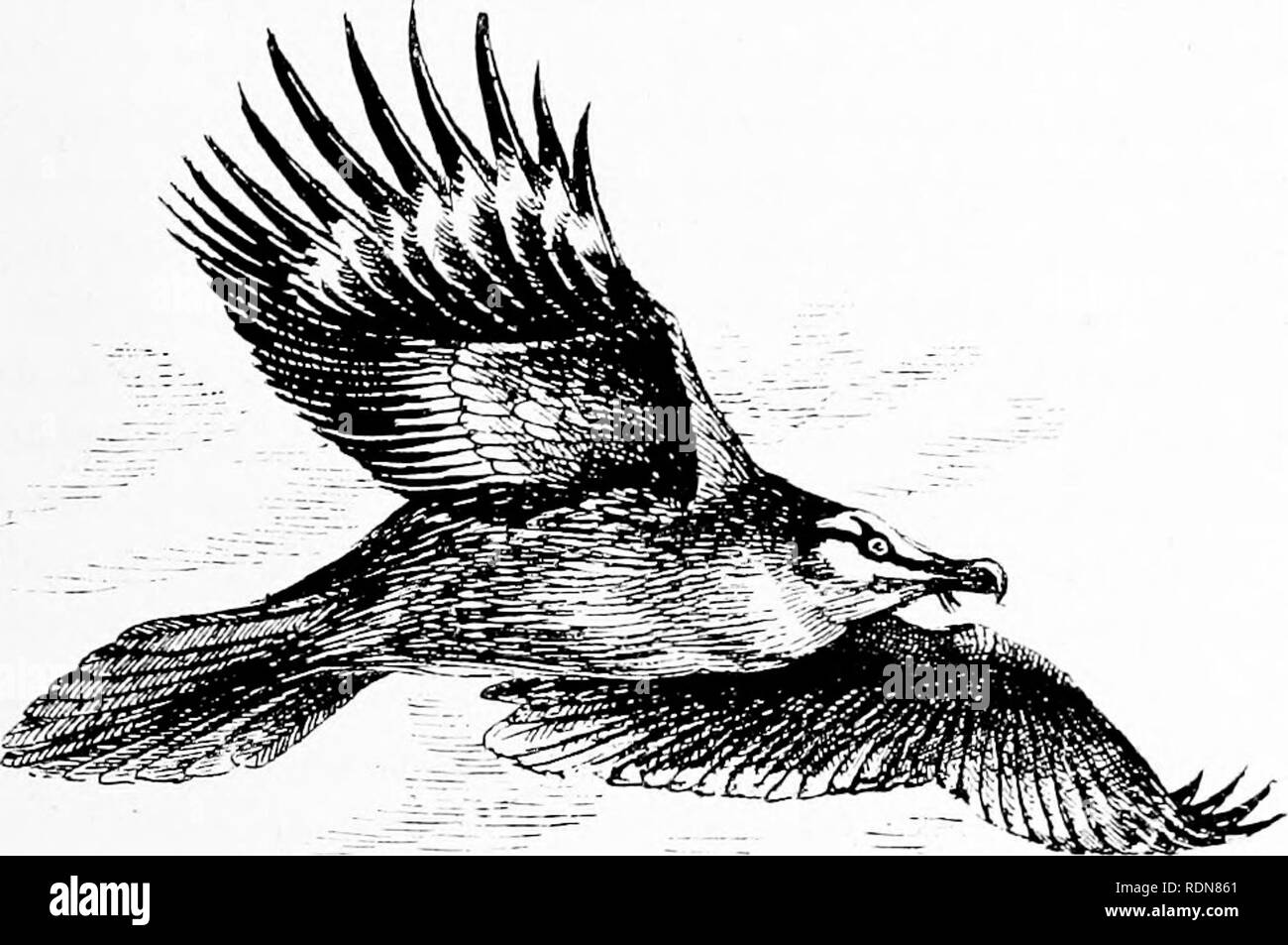 Flesh eating birds Black and White Stock Photos & Images - Alamy