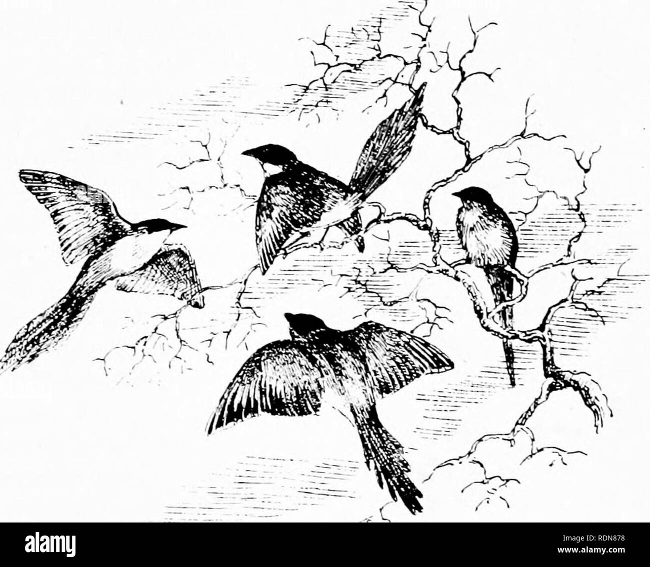 Common rifle moss hi-res stock photography and images - Alamy