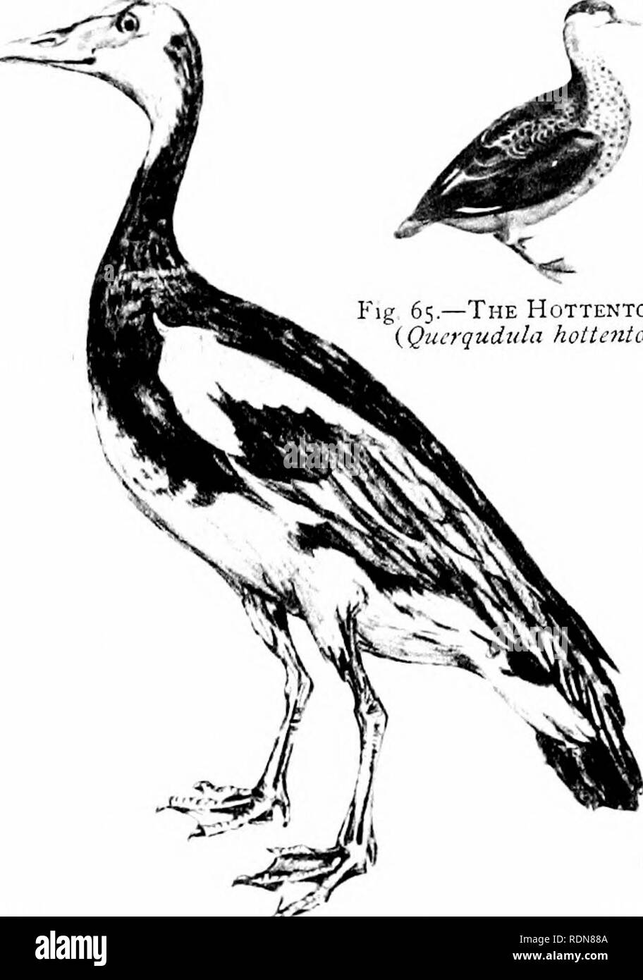 Hottentot fish hi-res stock photography and images - Alamy