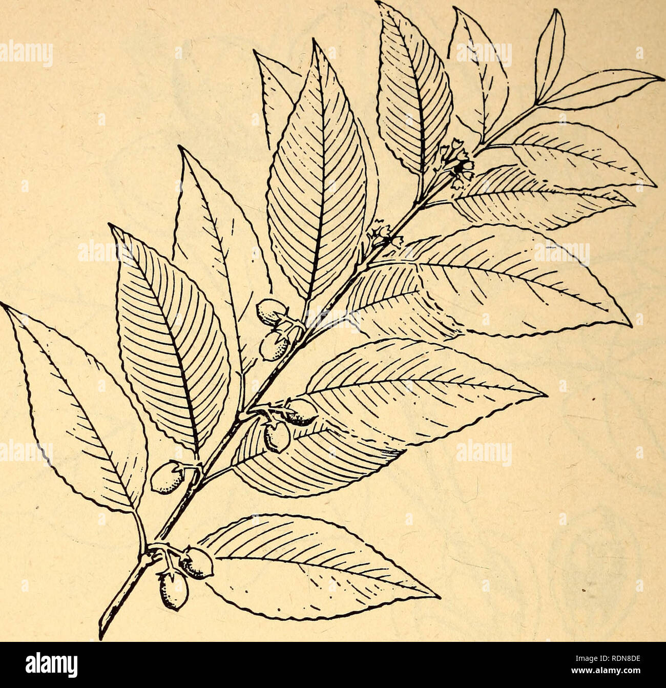 . Edible and poisonous plants of the Caribbean region. Plants, Edible ...