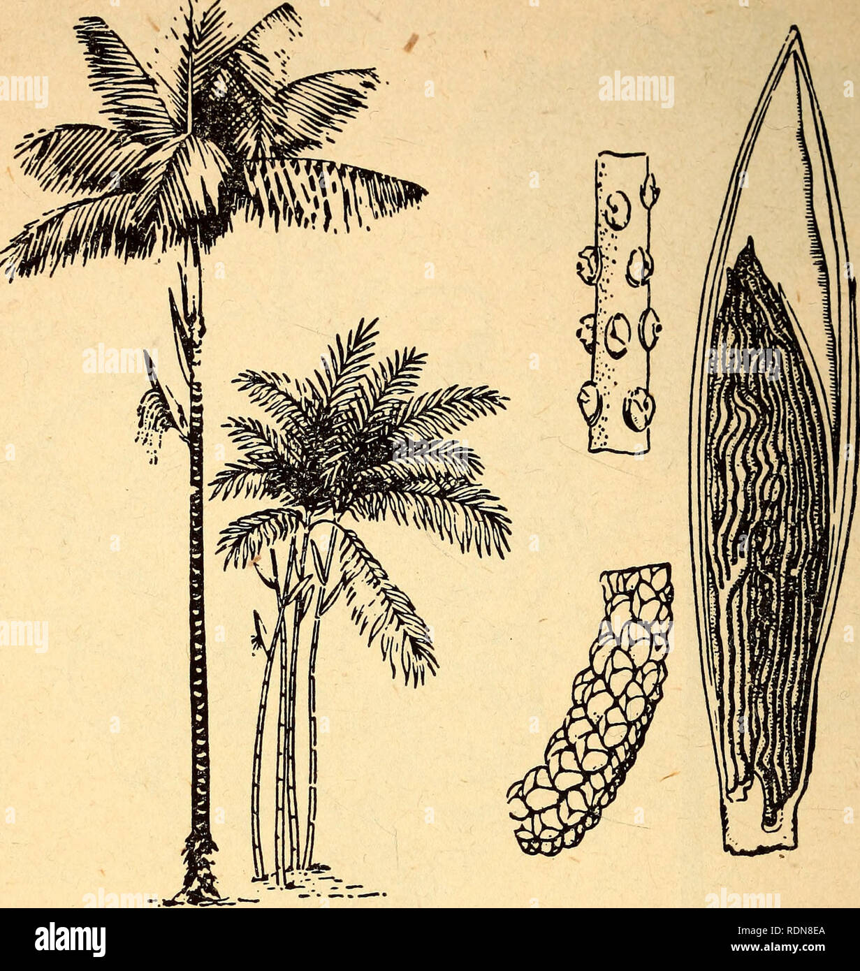 Curved palm illustration hi-res stock photography and images - Alamy