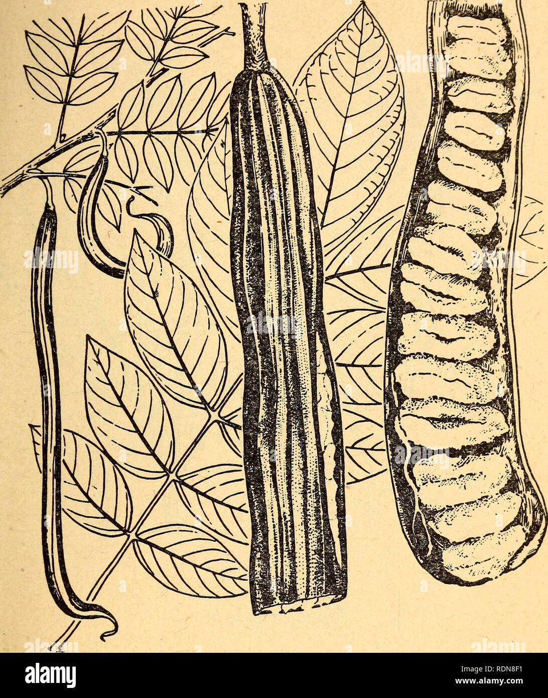 Inga tree species hi-res stock photography and images - Alamy