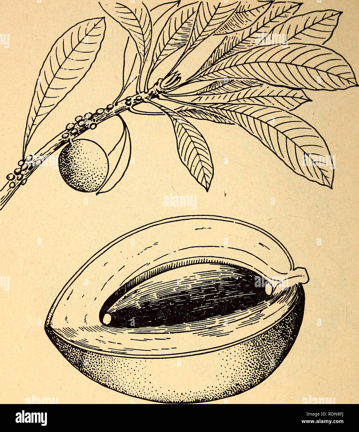 . Edible and poisonous plants of the Caribbean region. Plants, Edible ...