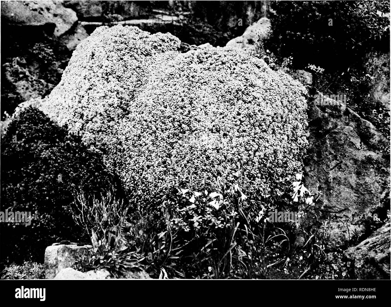 Plant in clumps Black and White Stock Photos & Images - Alamy