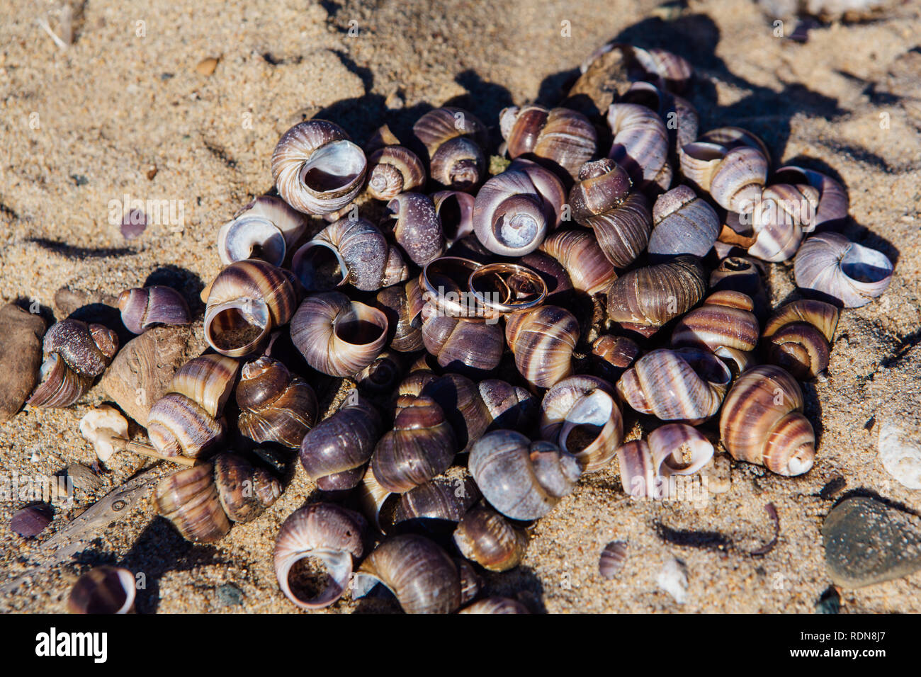 Wedding rings with shells hi-res stock photography and images - Alamy