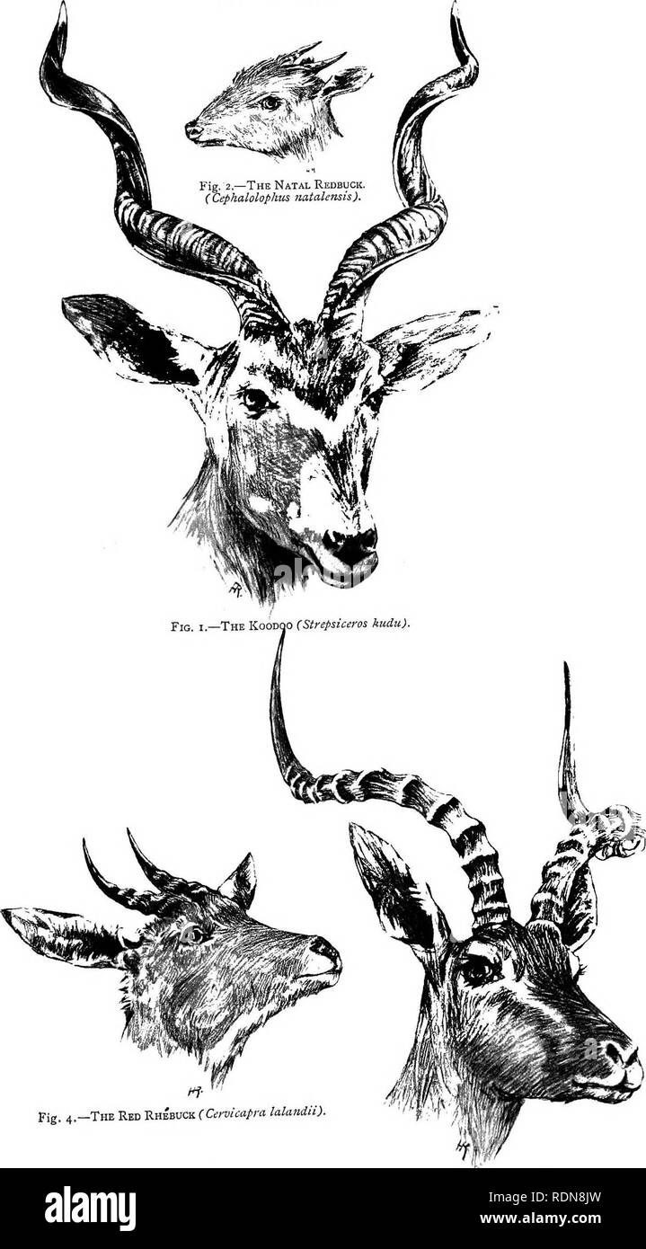 Palla fish Black and White Stock Photos & Images - Alamy