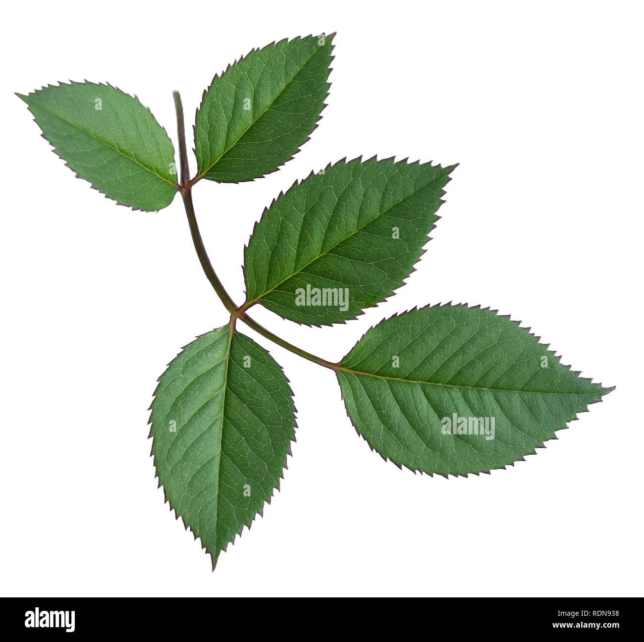 Rose leaves on a white background Stock Photo - Alamy