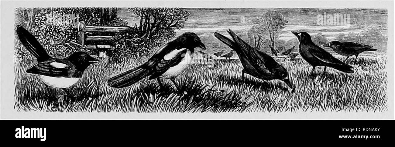 Shakespeare characters together hi-res stock photography and images - Alamy