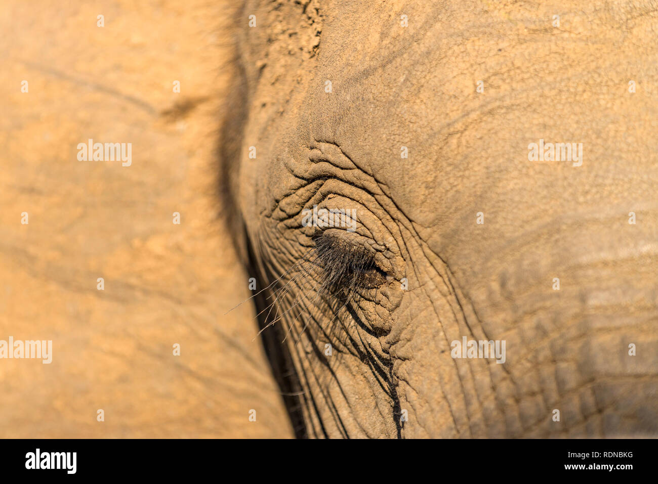 Elephants eye hi-res stock photography and images - Alamy