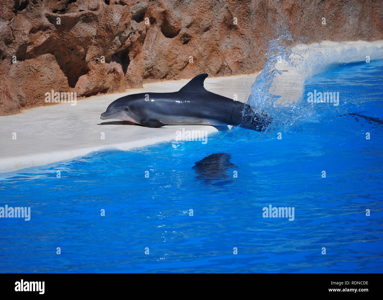 Image of dolphin dorsal fin hi-res stock photography and images - Alamy