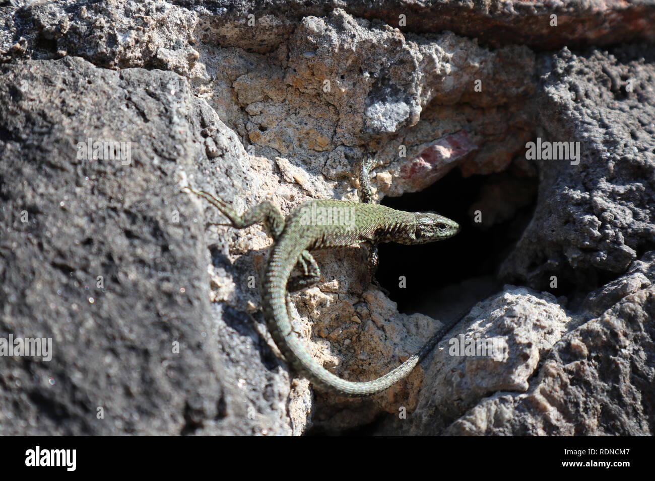 Lizard cave hi-res stock photography and images - Alamy