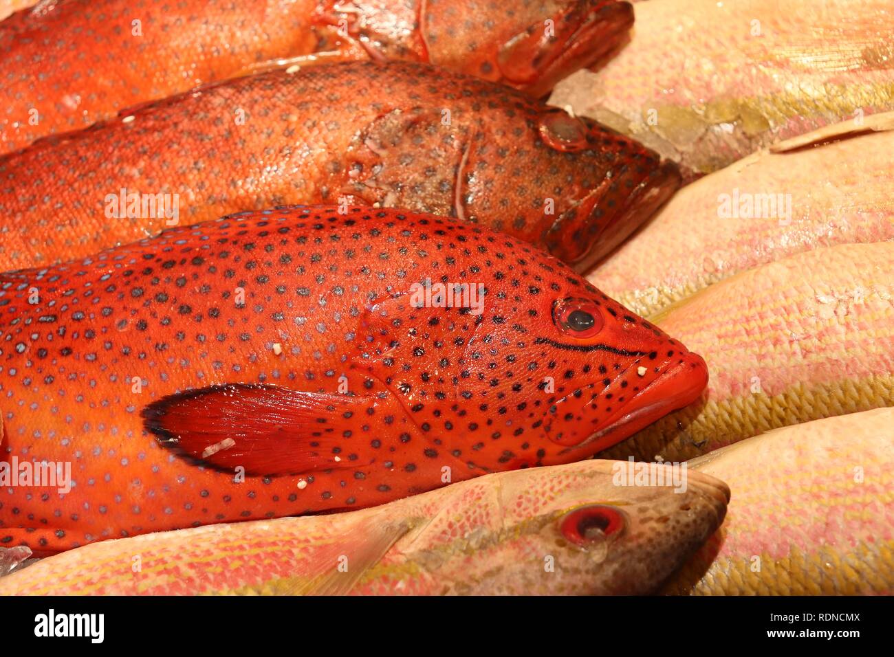 Savaloy hi-res stock photography and images - Alamy