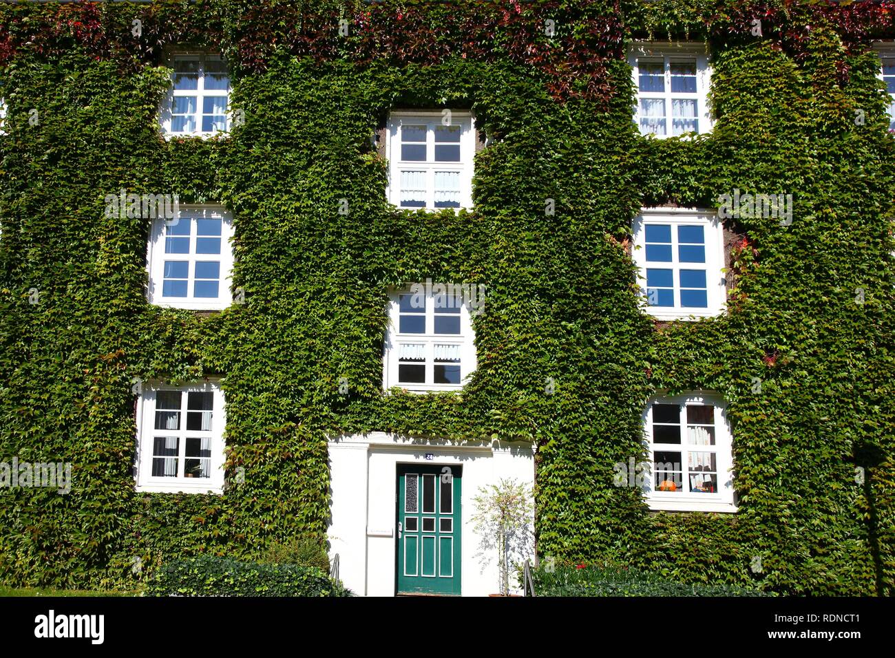 English ivy house plant hi-res stock photography and images - Alamy