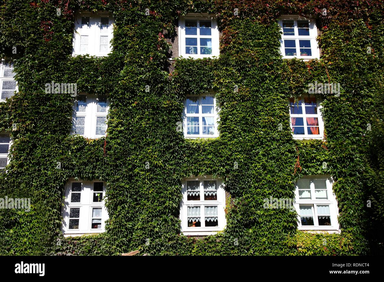 Ivy growing house architecture hi-res stock photography and images - Alamy