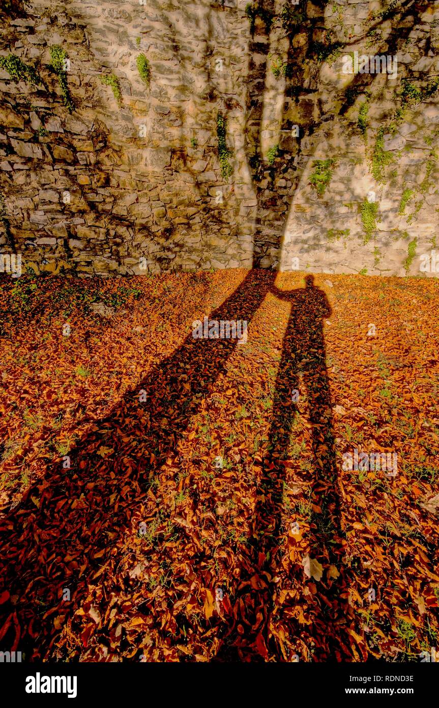 Tree shadow wall hi-res stock photography and images - Alamy