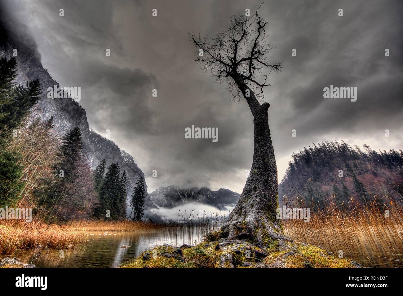 Tree with bare branches in front of grey clouds, Leopoldsteinersee ...