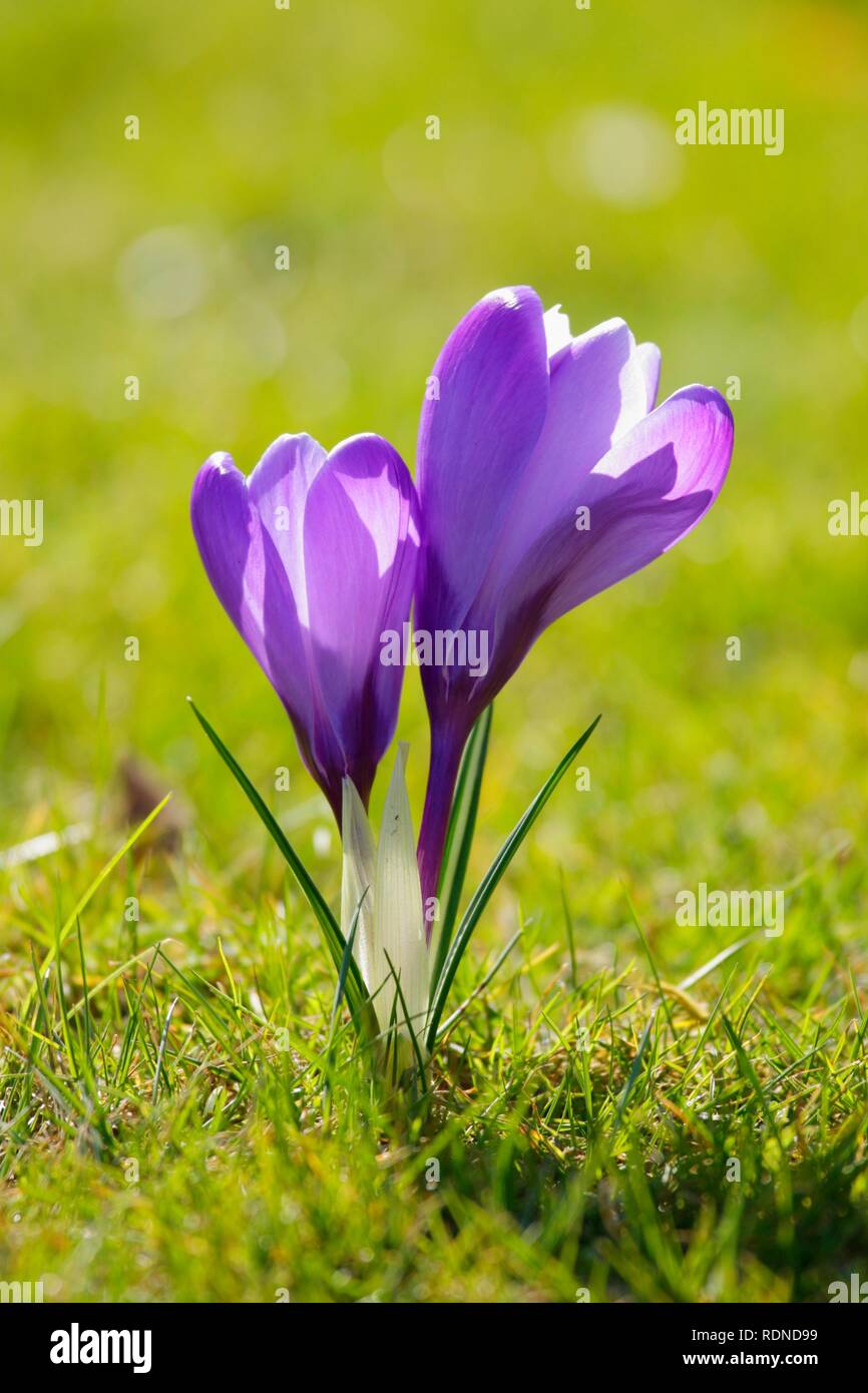 Crocus type flower hi-res stock photography and images - Alamy