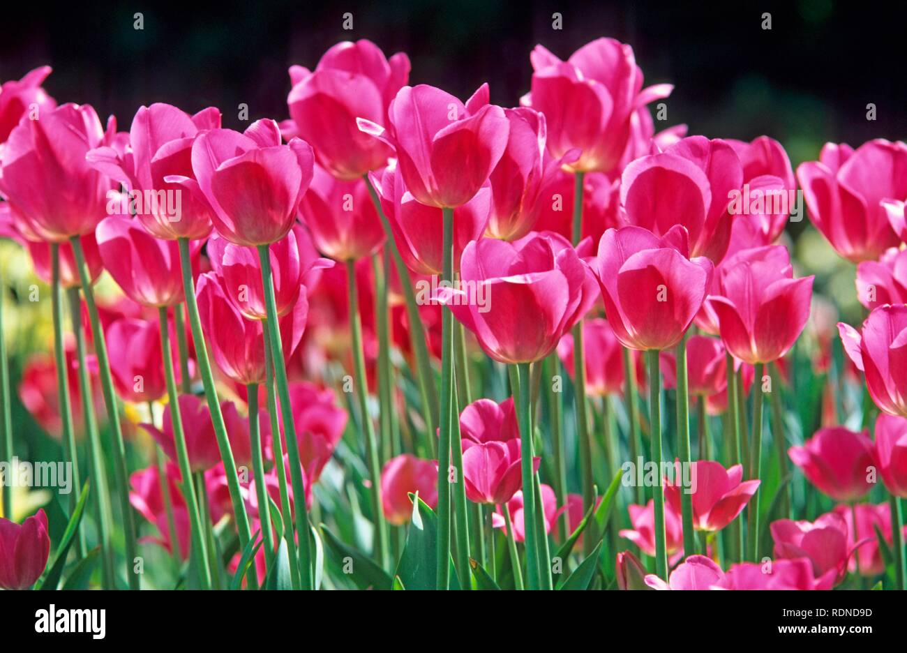 Tulips types hi-res stock photography and images - Alamy