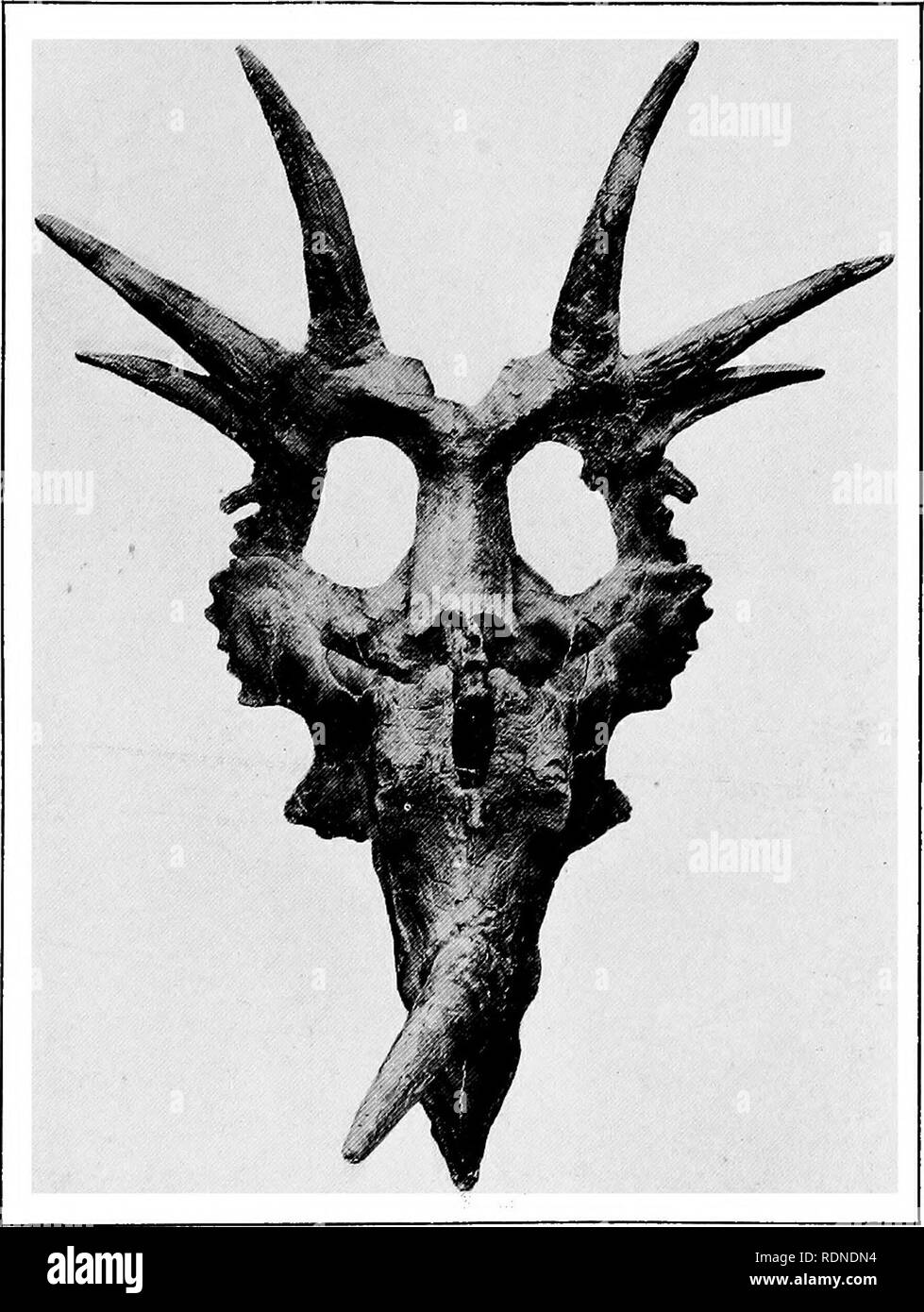 Styracosaurus fossil hi-res stock photography and images - Alamy