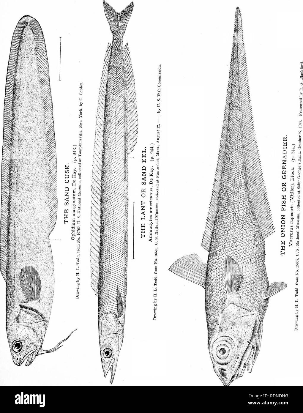 1914 1946 Black and White Stock Photos & Images - Alamy