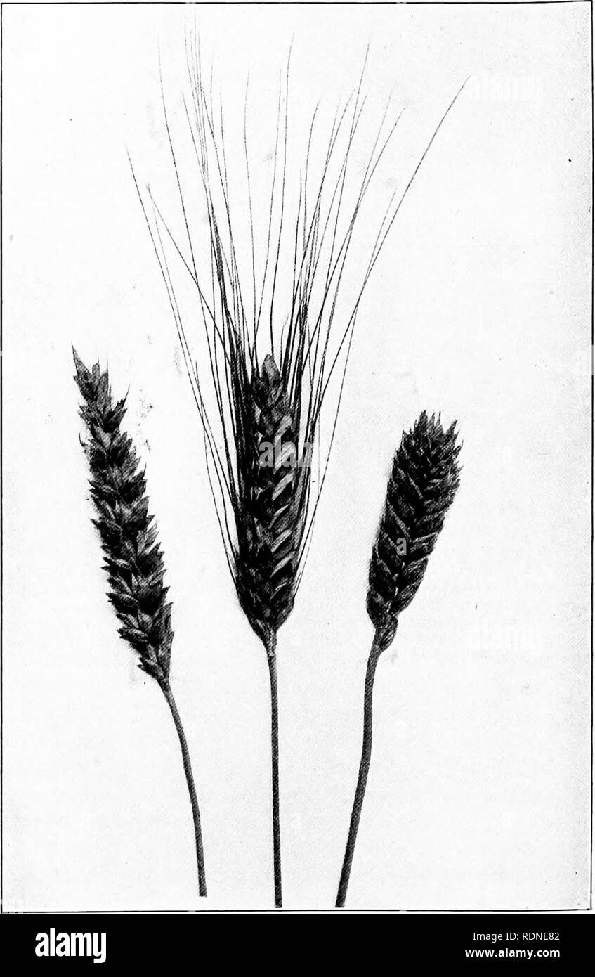 Triticum compactum Black and White Stock Photos & Images - Alamy