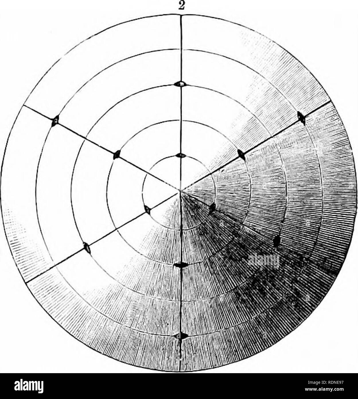 Whorled phyllotaxis hi-res stock photography and images - Alamy