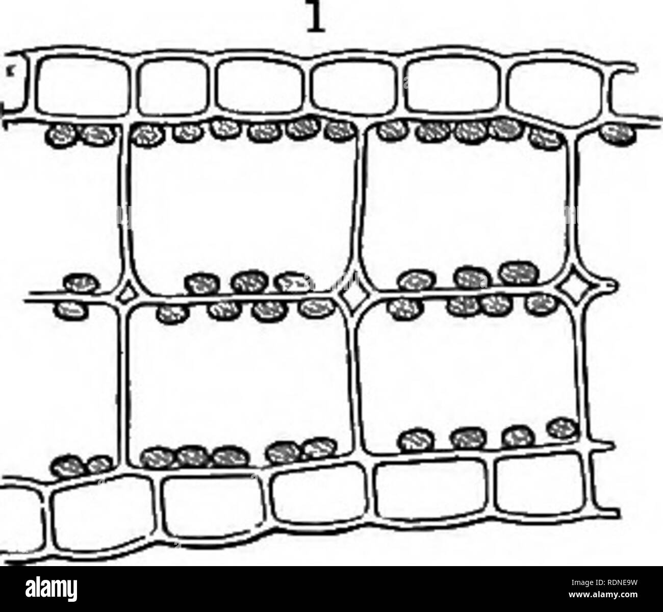 Palisade Cell High Resolution Stock Photography and Images - Alamy