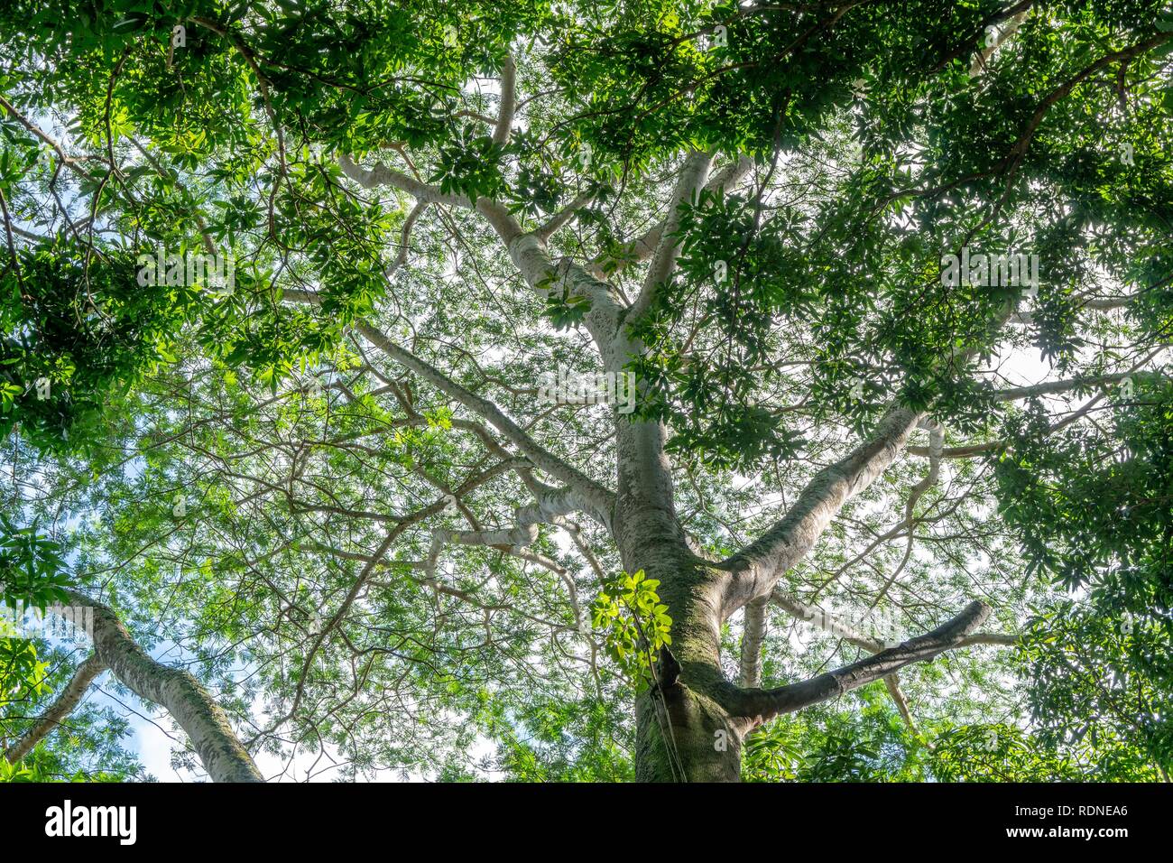 Albizia tree growing wild create a large canopy over the jungle, Wailua ...