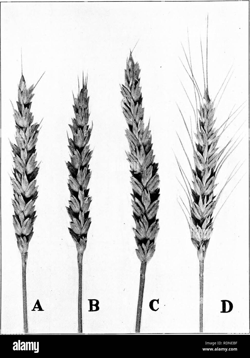 Evolution Of Wheat
