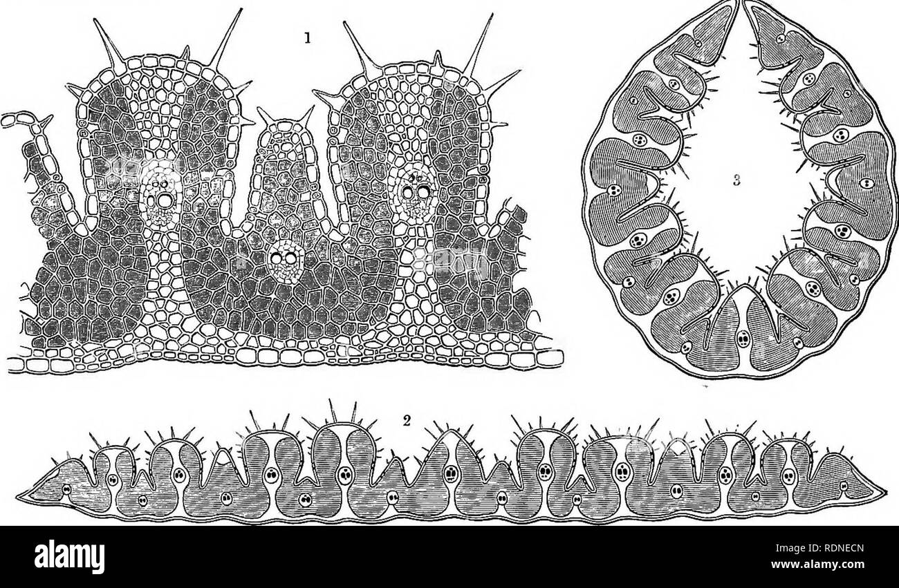 . The natural history of plants, their forms, growth, reproduction, and ...