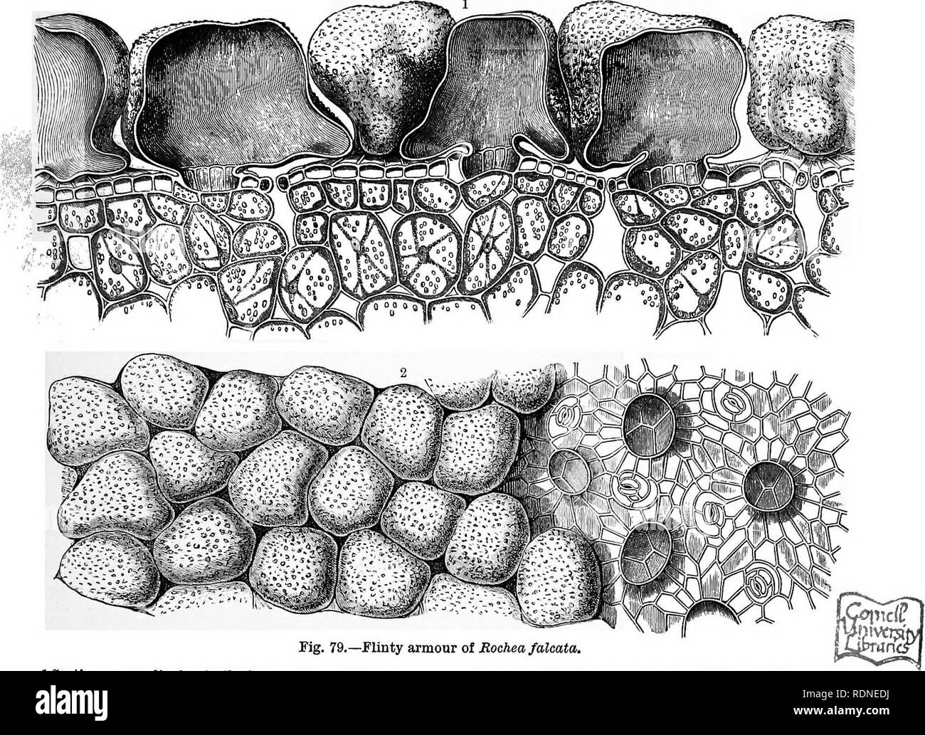 Stellate leaf hairs hi-res stock photography and images - Alamy