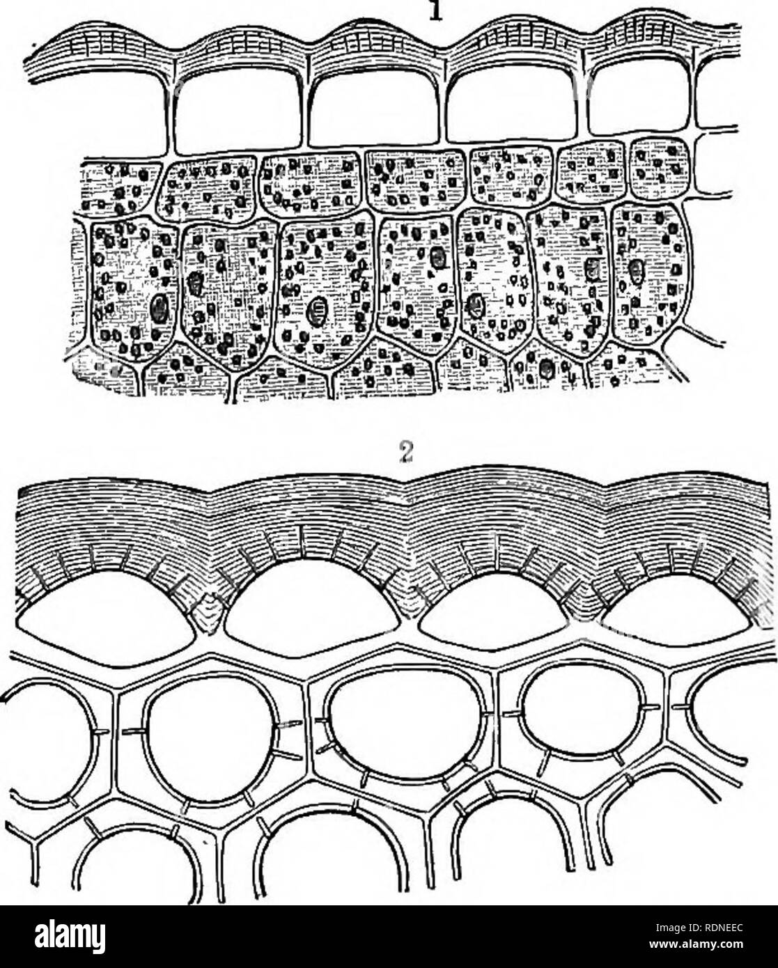 Smooth evergreen leaves Black and White Stock Photos & Images - Alamy