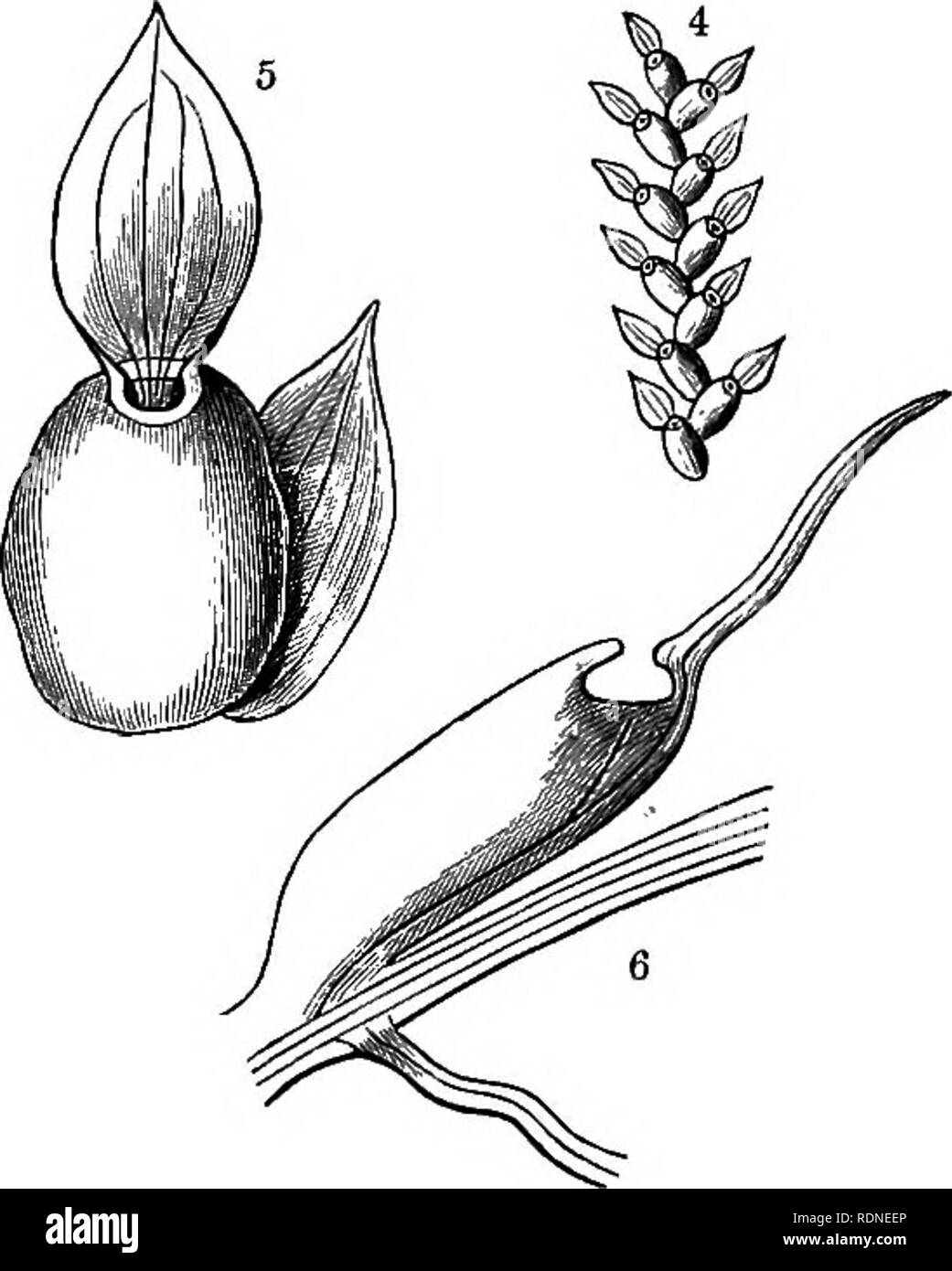 . The natural history of plants, their forms, growth, reproduction, and ...