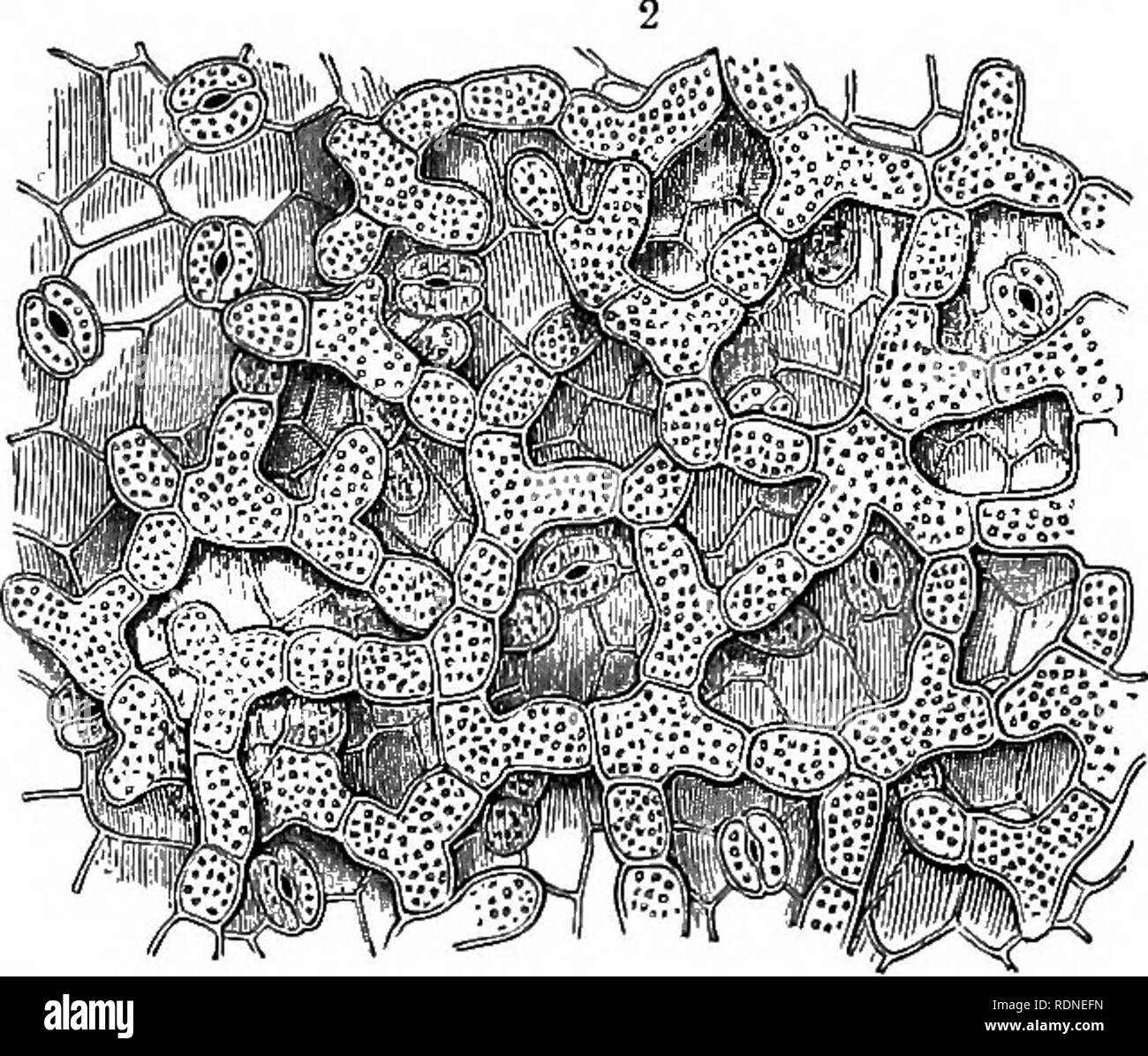 . The natural history of plants, their forms, growth, reproduction, and ...