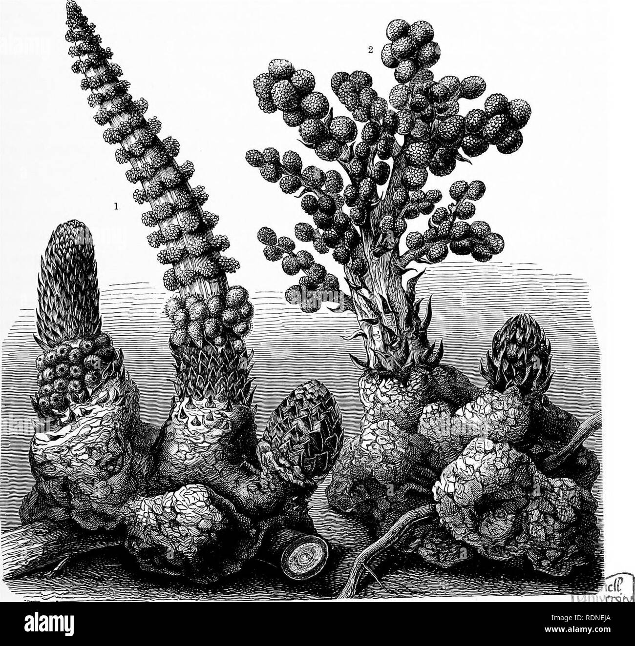 . The natural history of plants, their forms, growth, reproduction, and ...