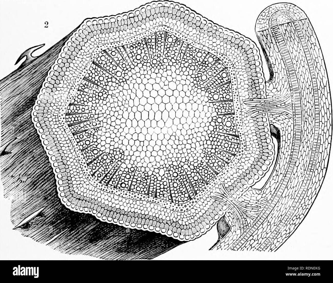 . The natural history of plants, their forms, growth, reproduction, and ...