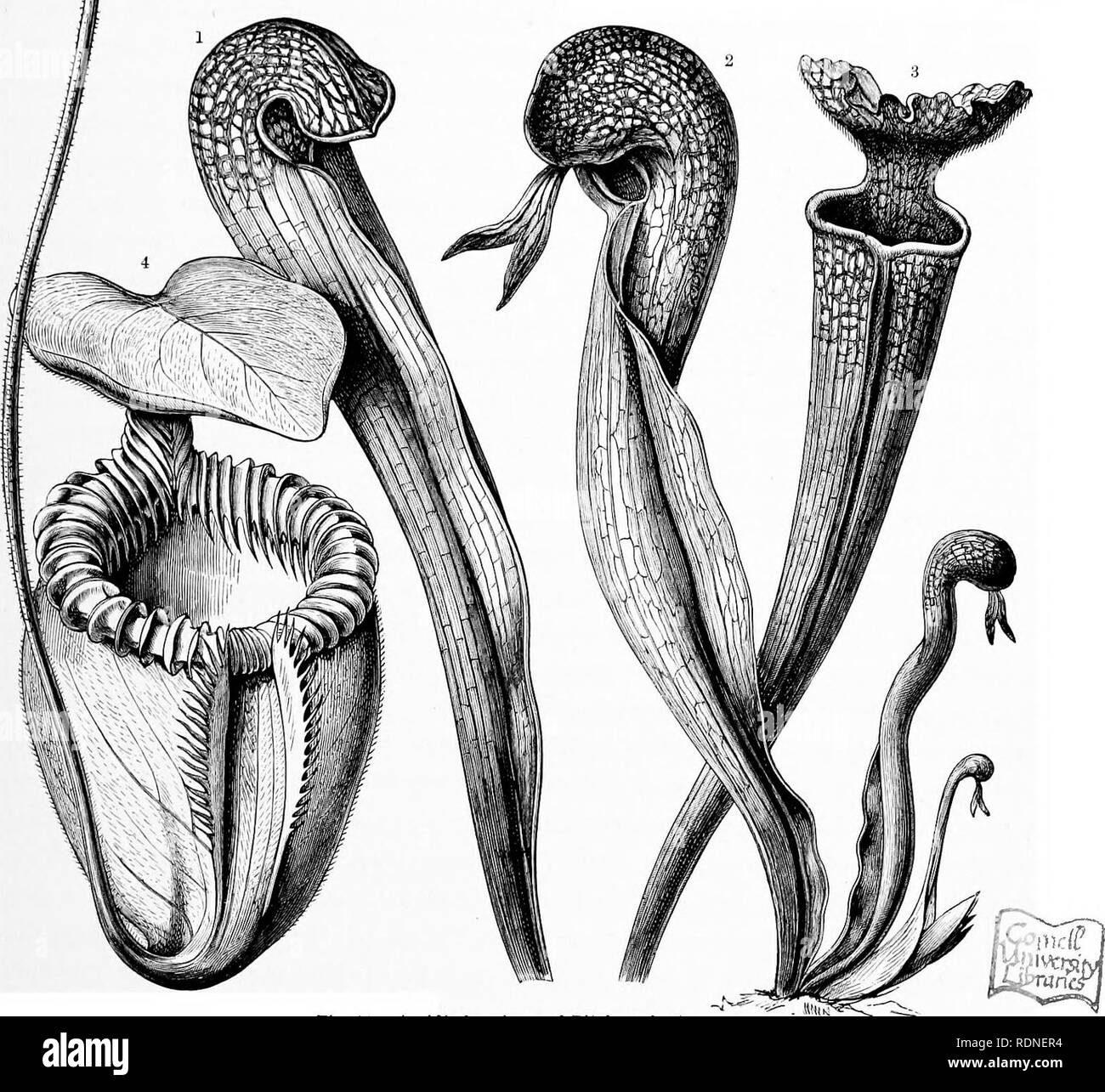 . The natural history of plants, their forms, growth, reproduction, and ...