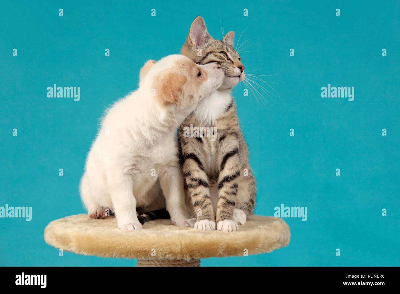 Kittens Kissing Tumblr