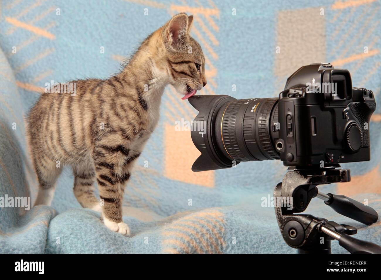 Kitten licking a camera Stock Photo - Alamy