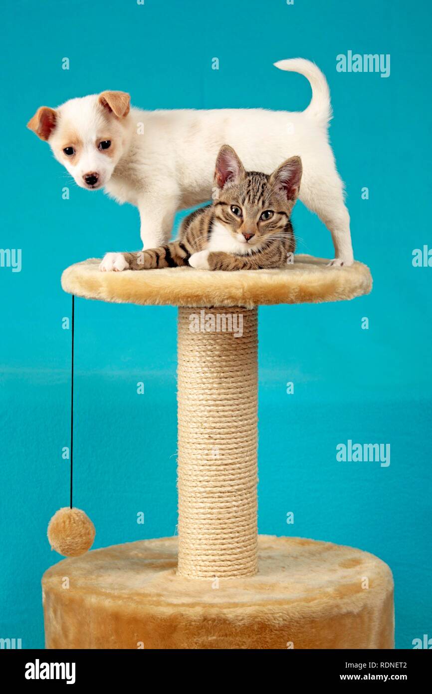Mutt cats hi-res stock photography and images - Alamy