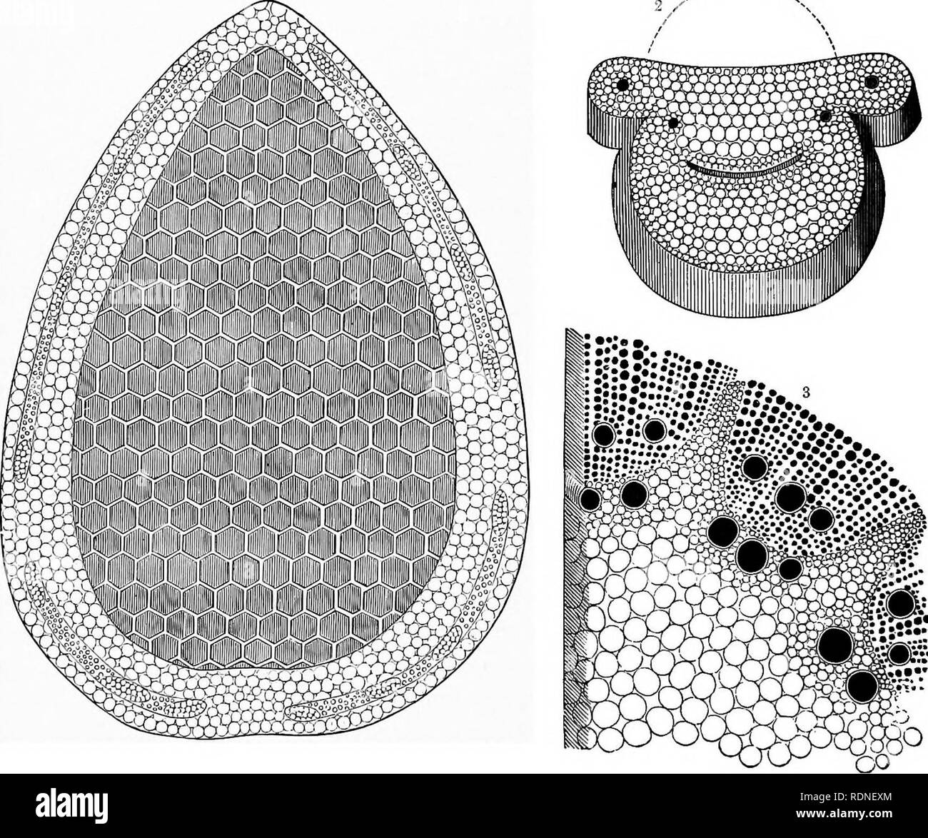 . The natural history of plants, their forms, growth, reproduction, and ...