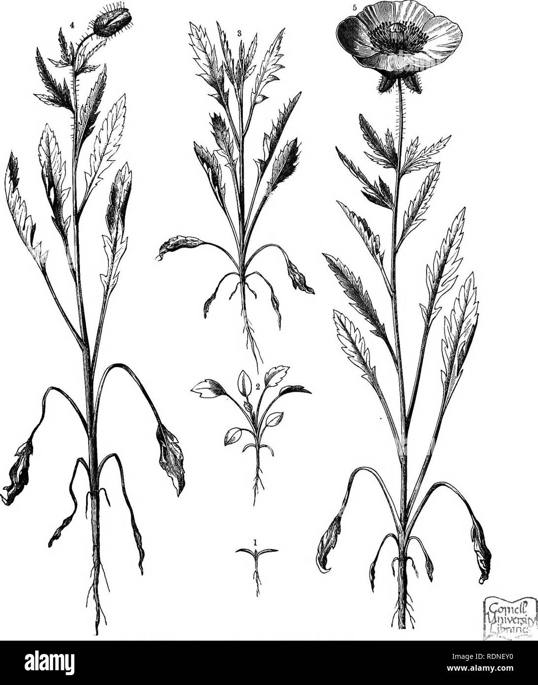 Parts Of A Poppy High Resolution Stock Photography and Images - Alamy