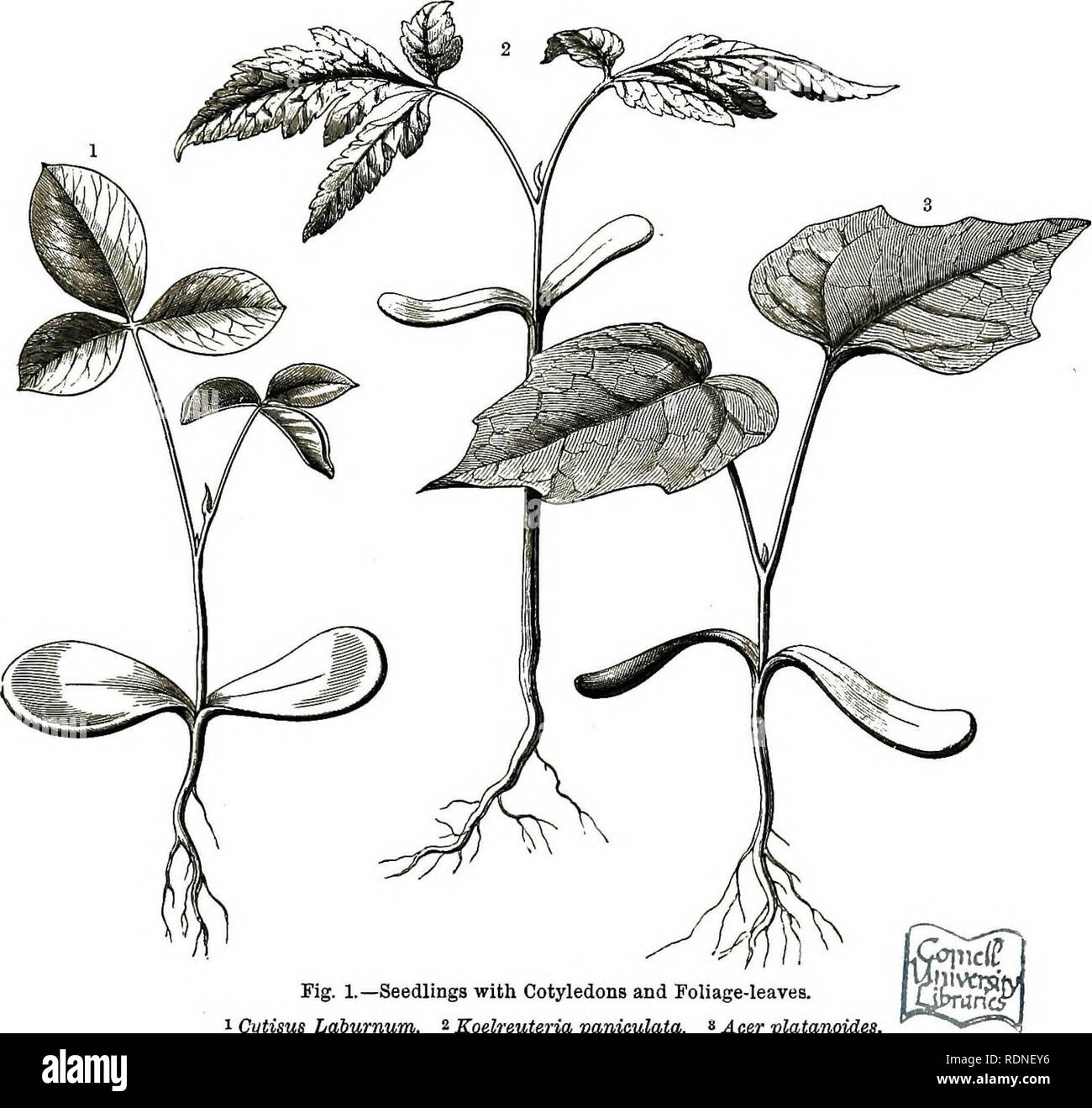 Leaf sap distribution hi-res stock photography and images - Alamy