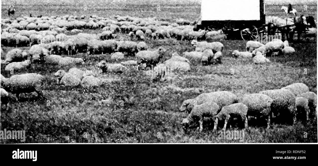 Sheep wagon hi-res stock photography and images - Alamy