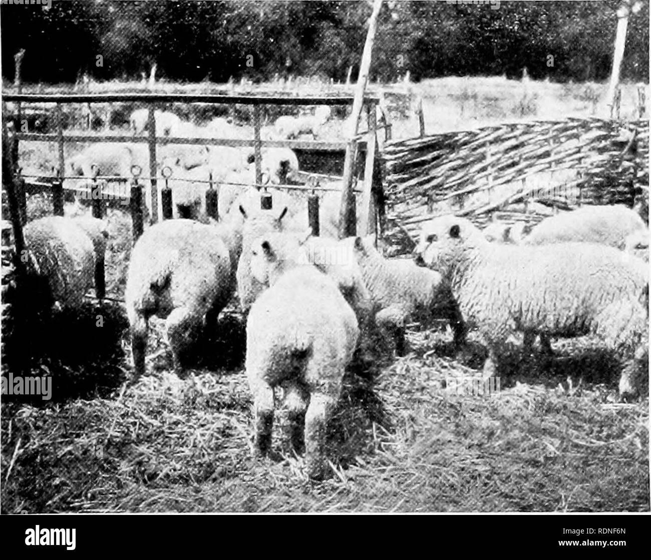 Can Sheep Survive Without A Shepherd