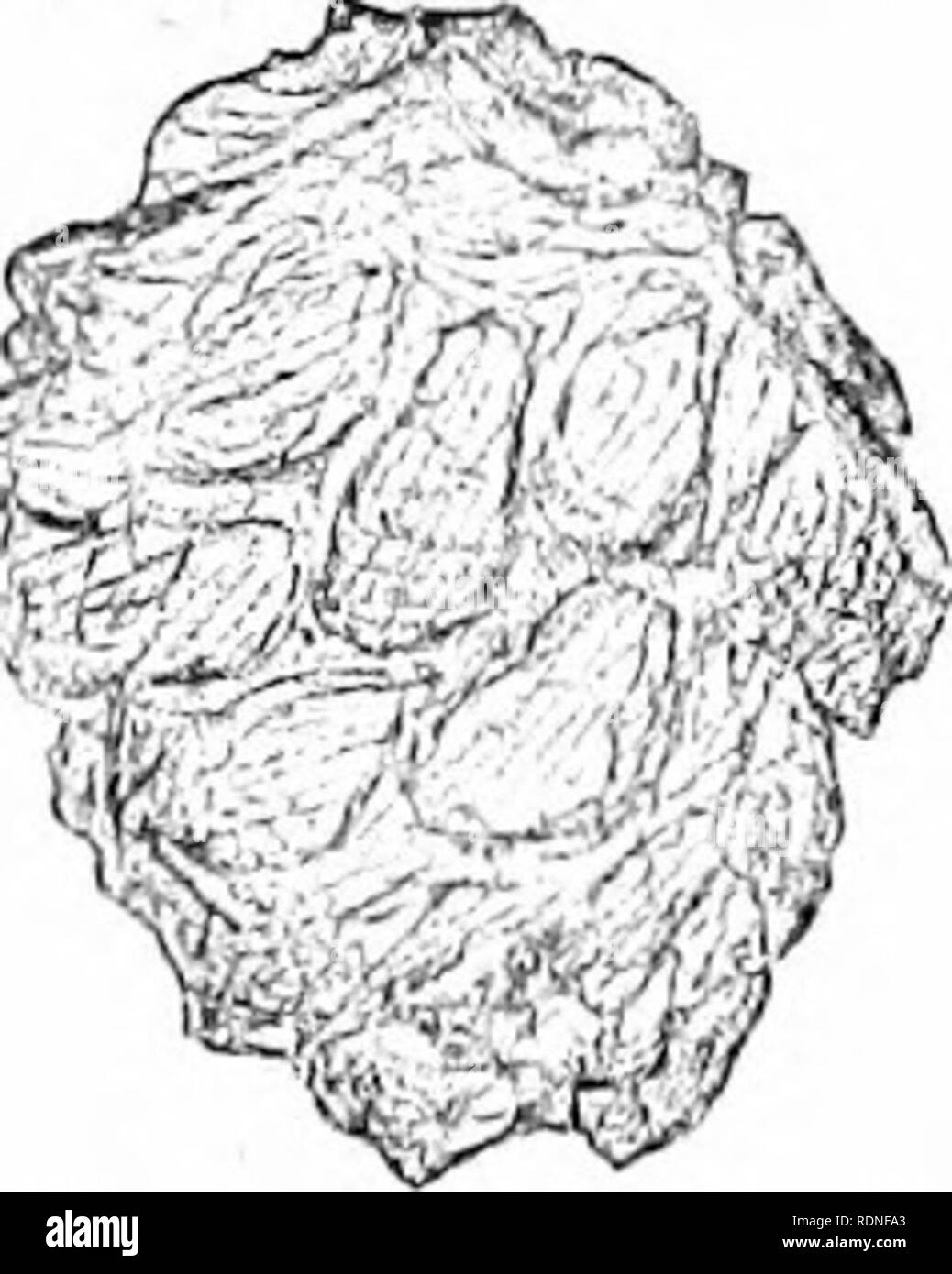 C conicum hi-res stock photography and images - Alamy